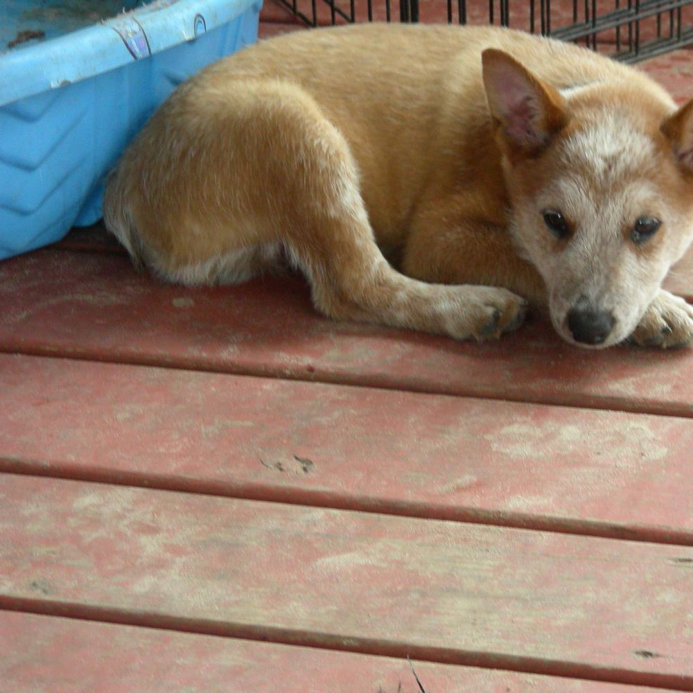 ASTCDS of America - History of the Breed