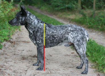 ASTCDS of America - The Stumpy and ACD Compared