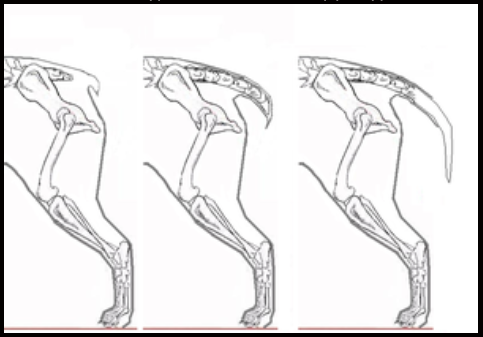 ASTCDS of America - Genetics of the Tail