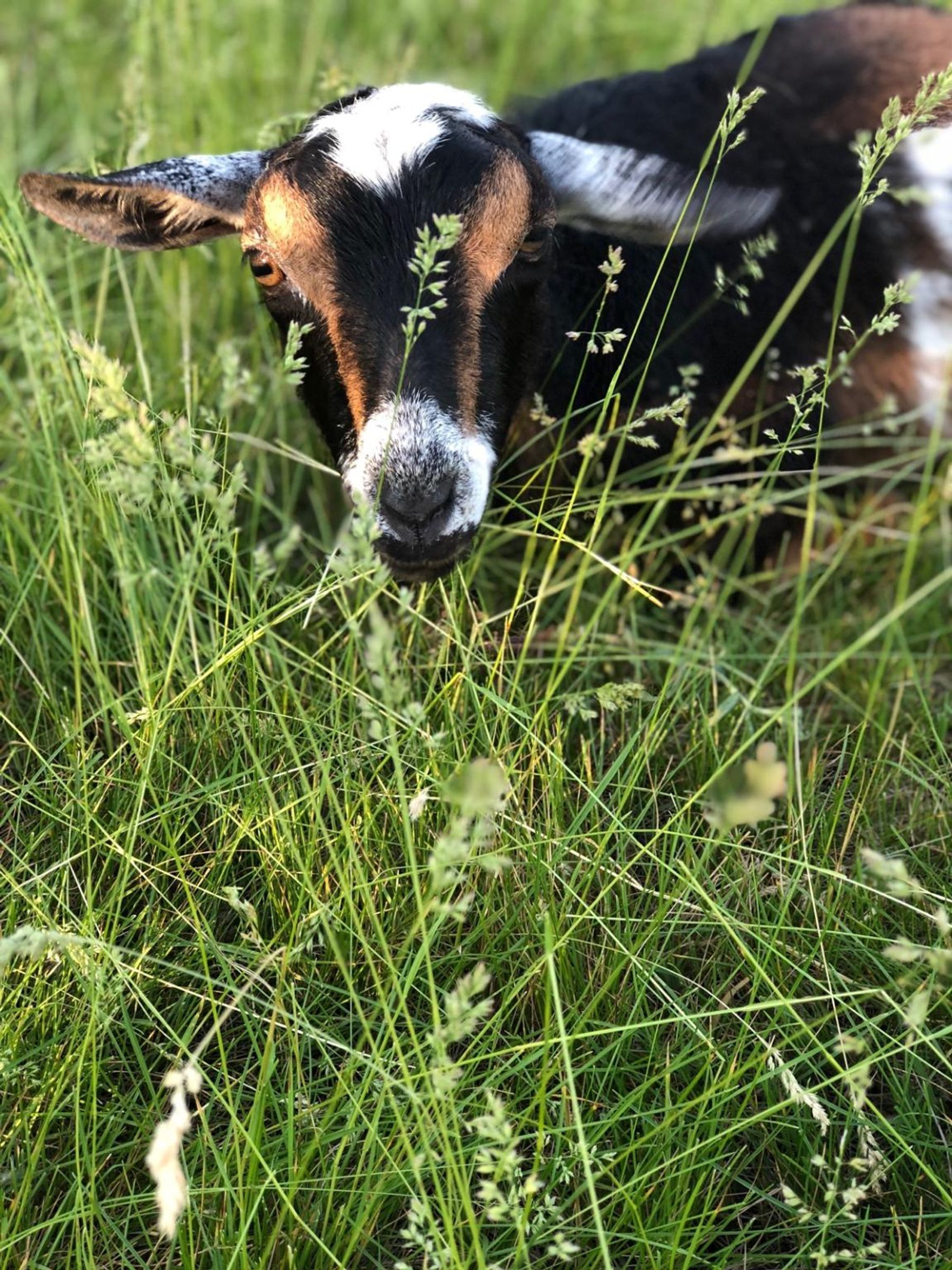 Coco's Ranch - Iowa Goat Yoga
