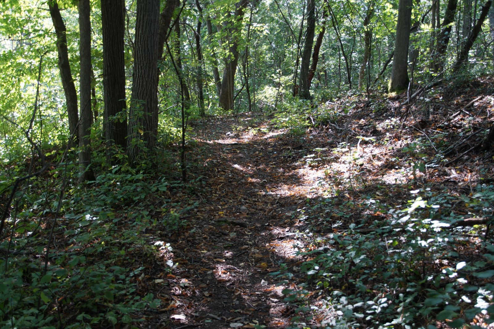 Ontario Pathways - Gallery