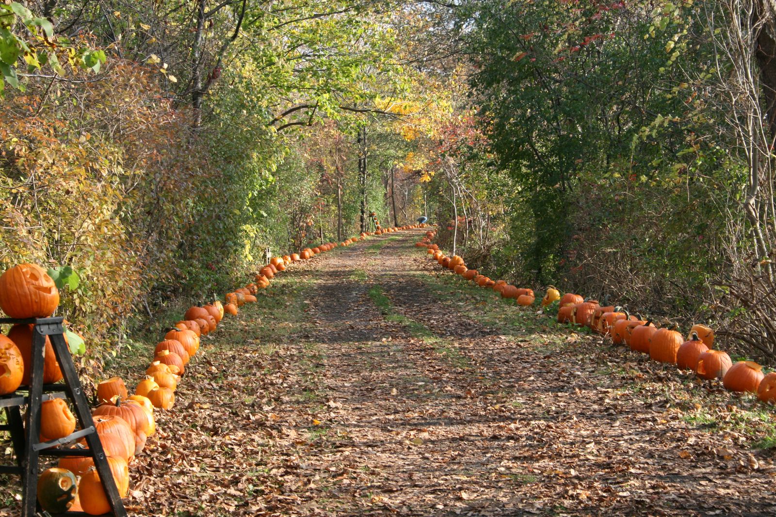 Ontario Pathways - Gallery
