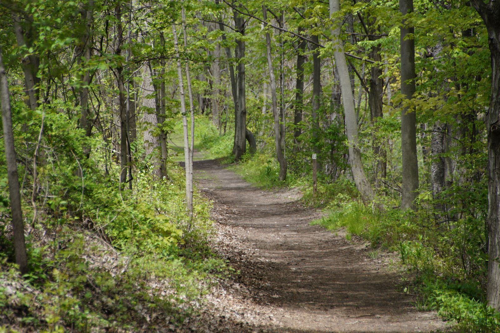 Ontario Pathways - Gallery