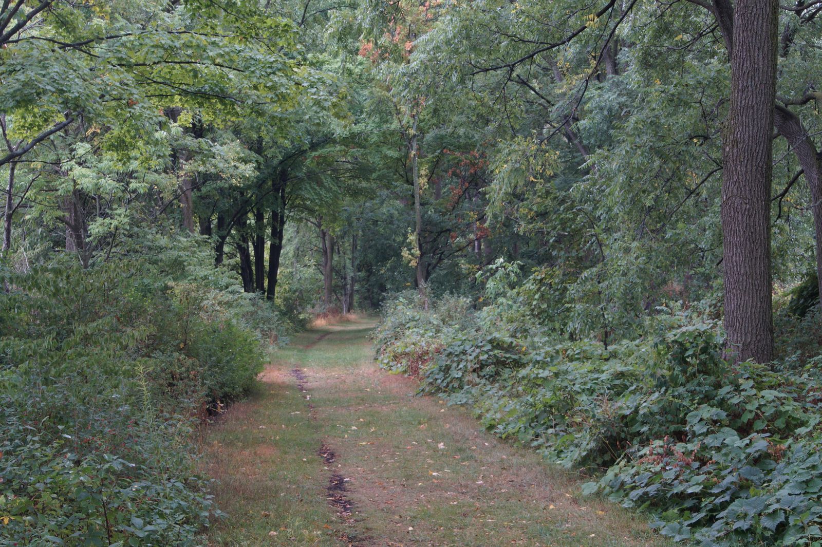 Ontario Pathways - Gallery