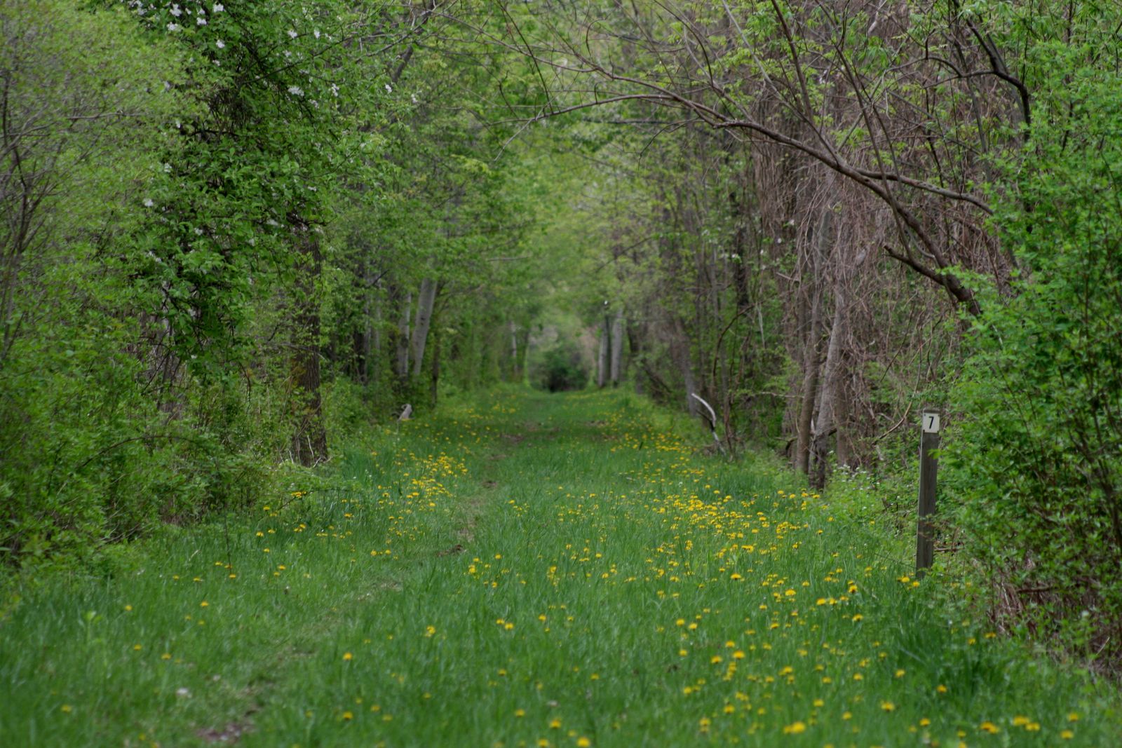 Ontario Pathways - Gallery