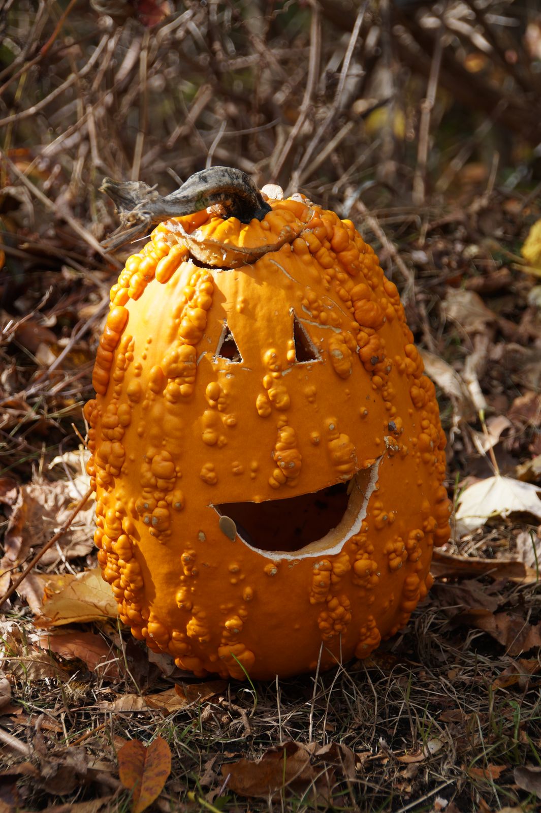 Ontario Pathways - Gallery