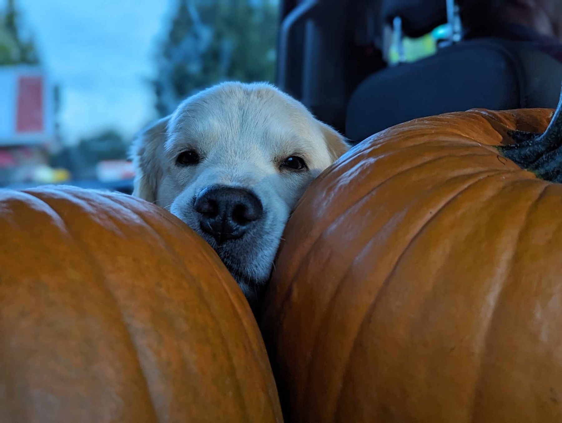 Moonlit Meadows Golden Retrievers - Mindy