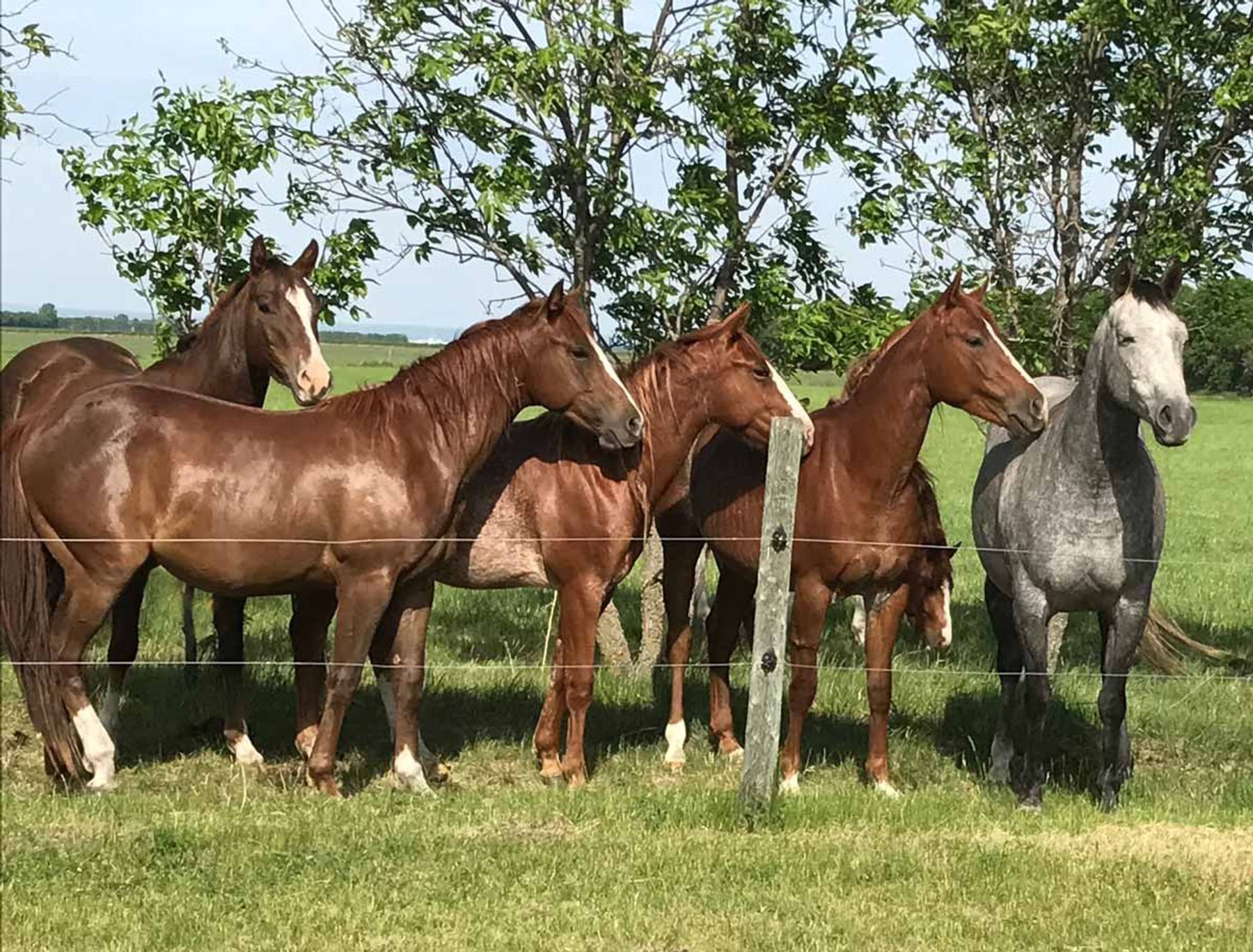ROCKING R RANCH - quality quarter horse breeders for over 25 years ...
