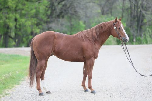 ROCKING R RANCH - quality quarter horse breeders for over 25 years ...