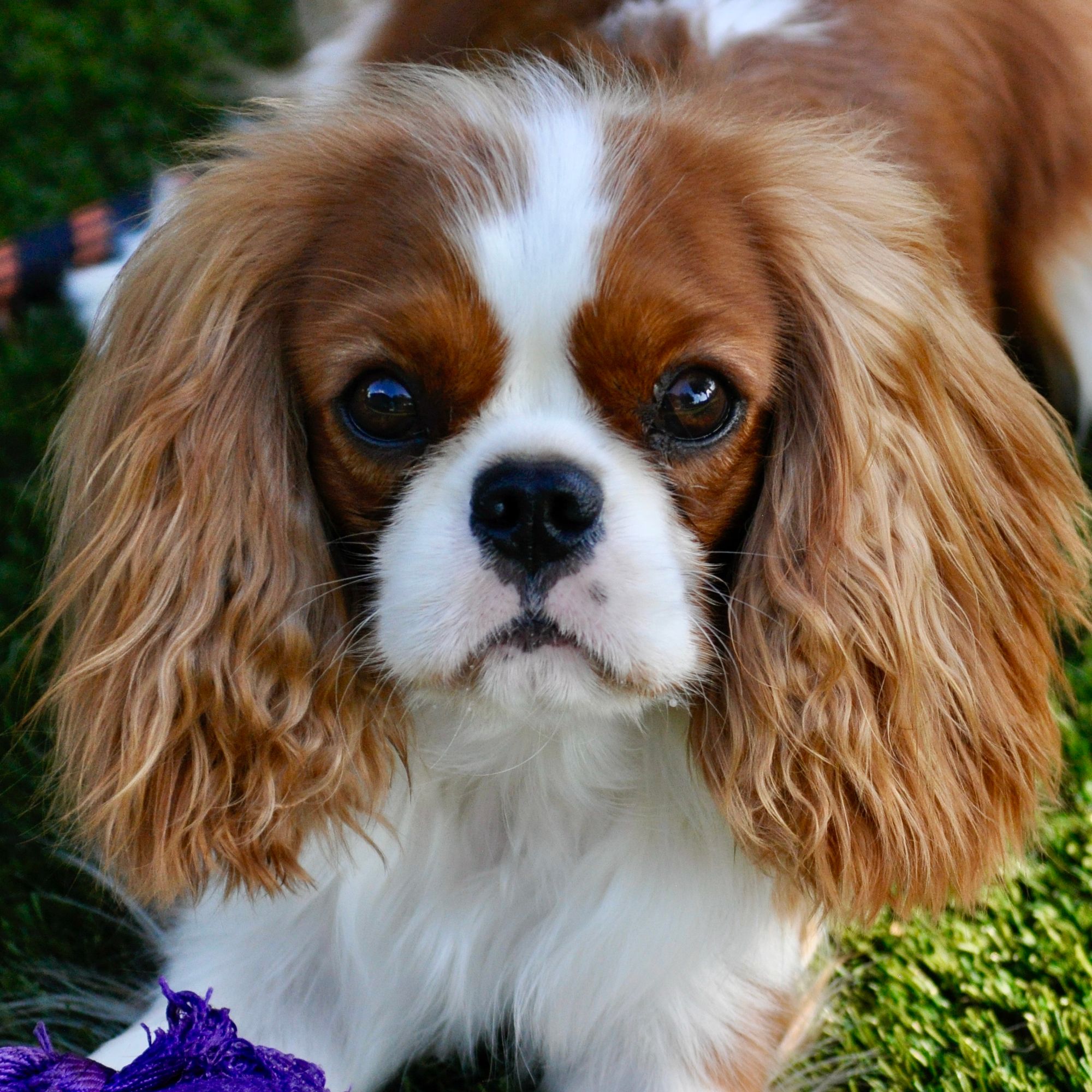 Zelosia Cavaliers - Cavalier Boys