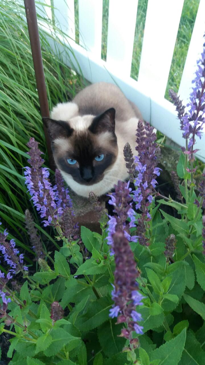 Curious Animals - Shows