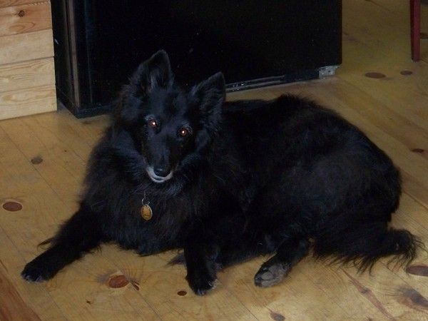 Polecat Paints and Friesians - Photos