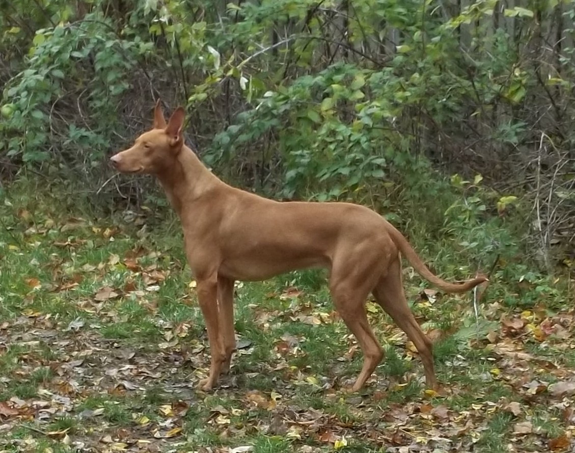 Amarna-Ra Pharaoh Hounds