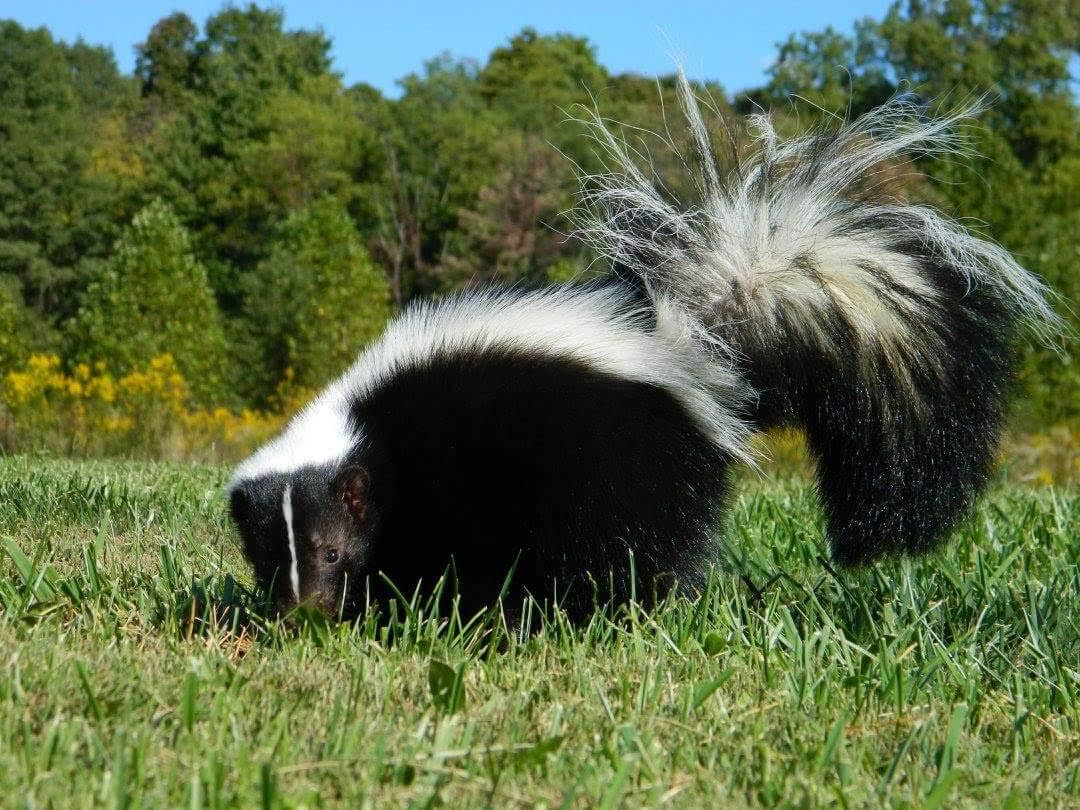 Indiana Skunk Rescue - Our Skunk Photos