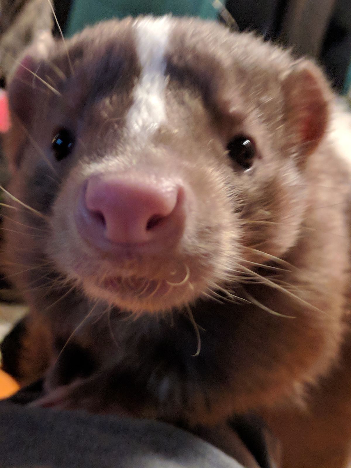 Indiana Skunk Rescue - Our Skunk Photos