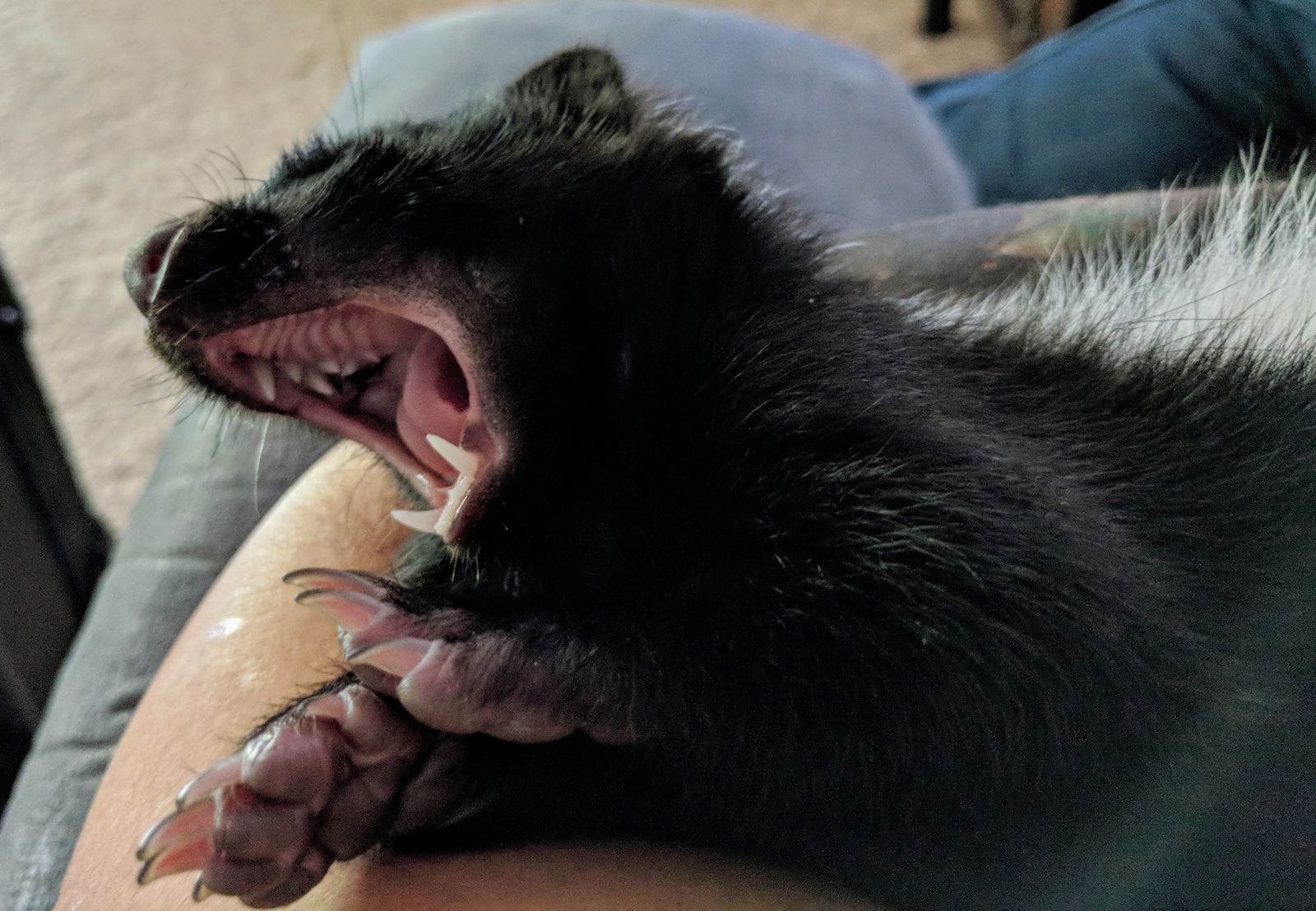 Indiana Skunk Rescue - Our Skunk Photos