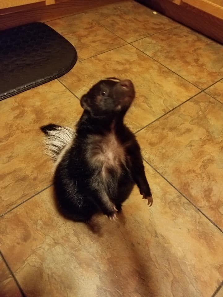 Indiana Skunk Rescue - Our Skunk Photos