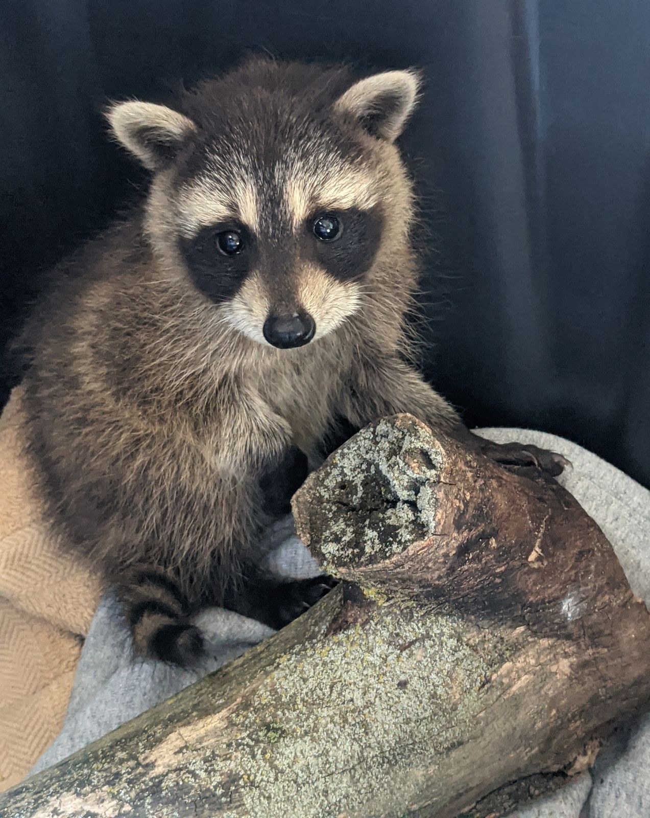 Indiana Skunk Rescue - Please Help The Animals