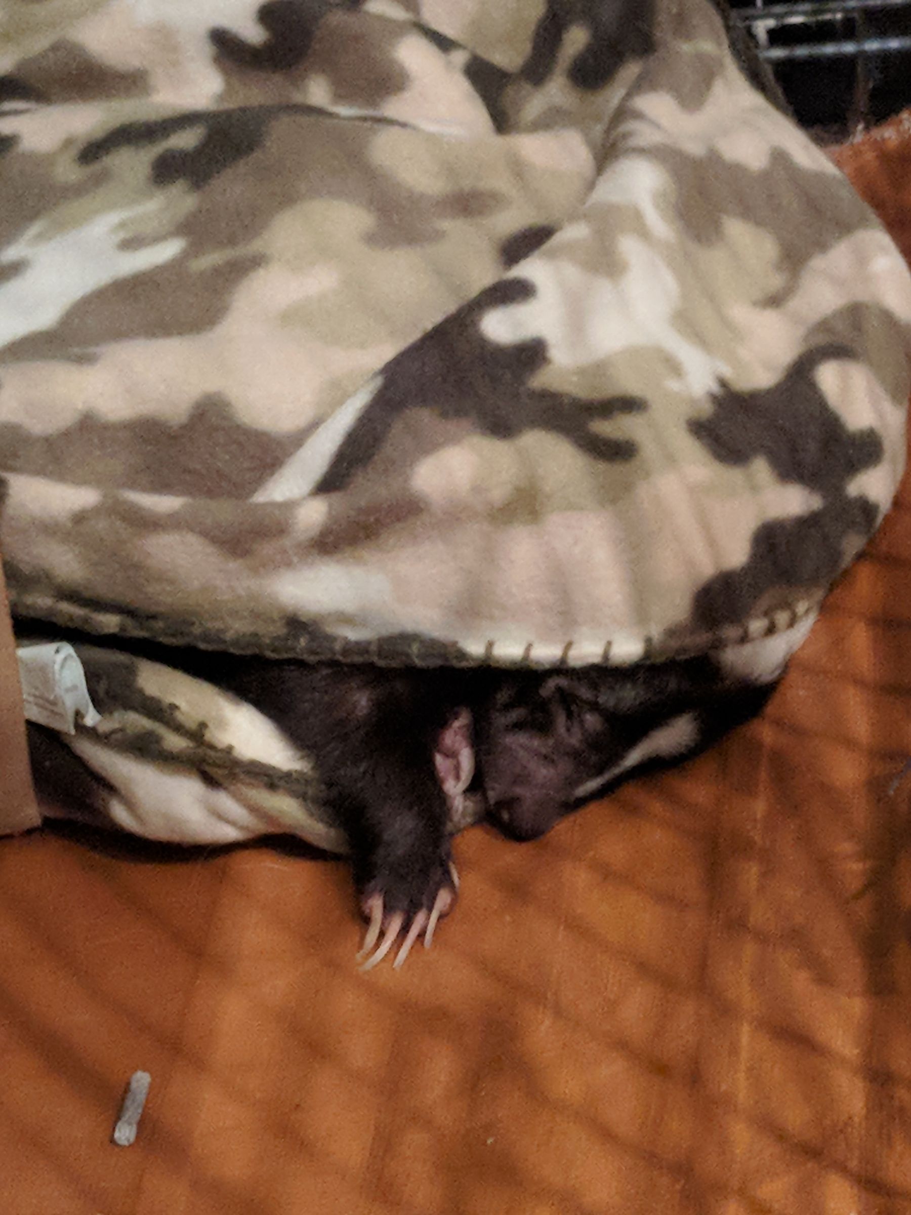 Indiana Skunk Rescue - Available For Adoption