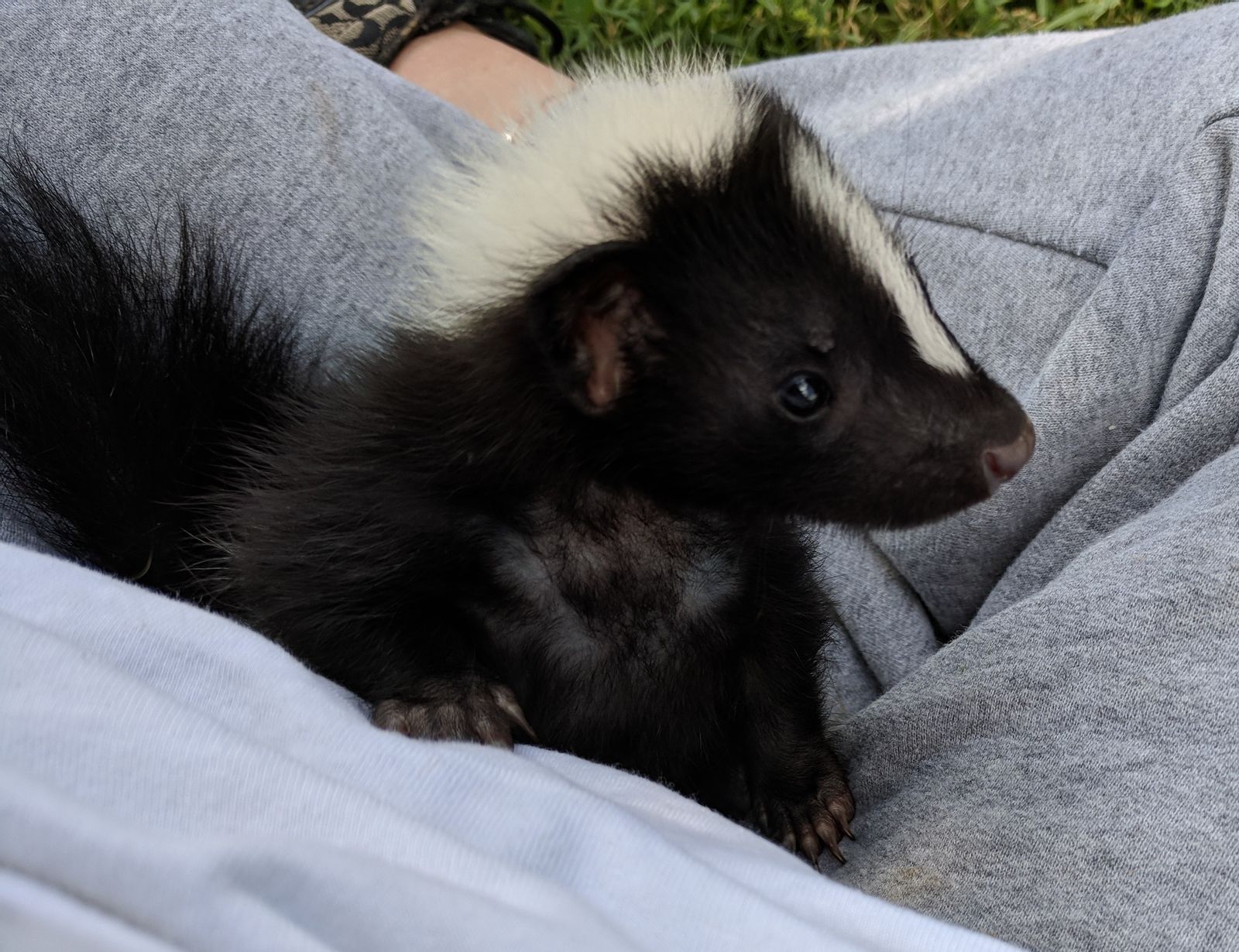 Indiana Skunk Rescue - Our Skunk Photos