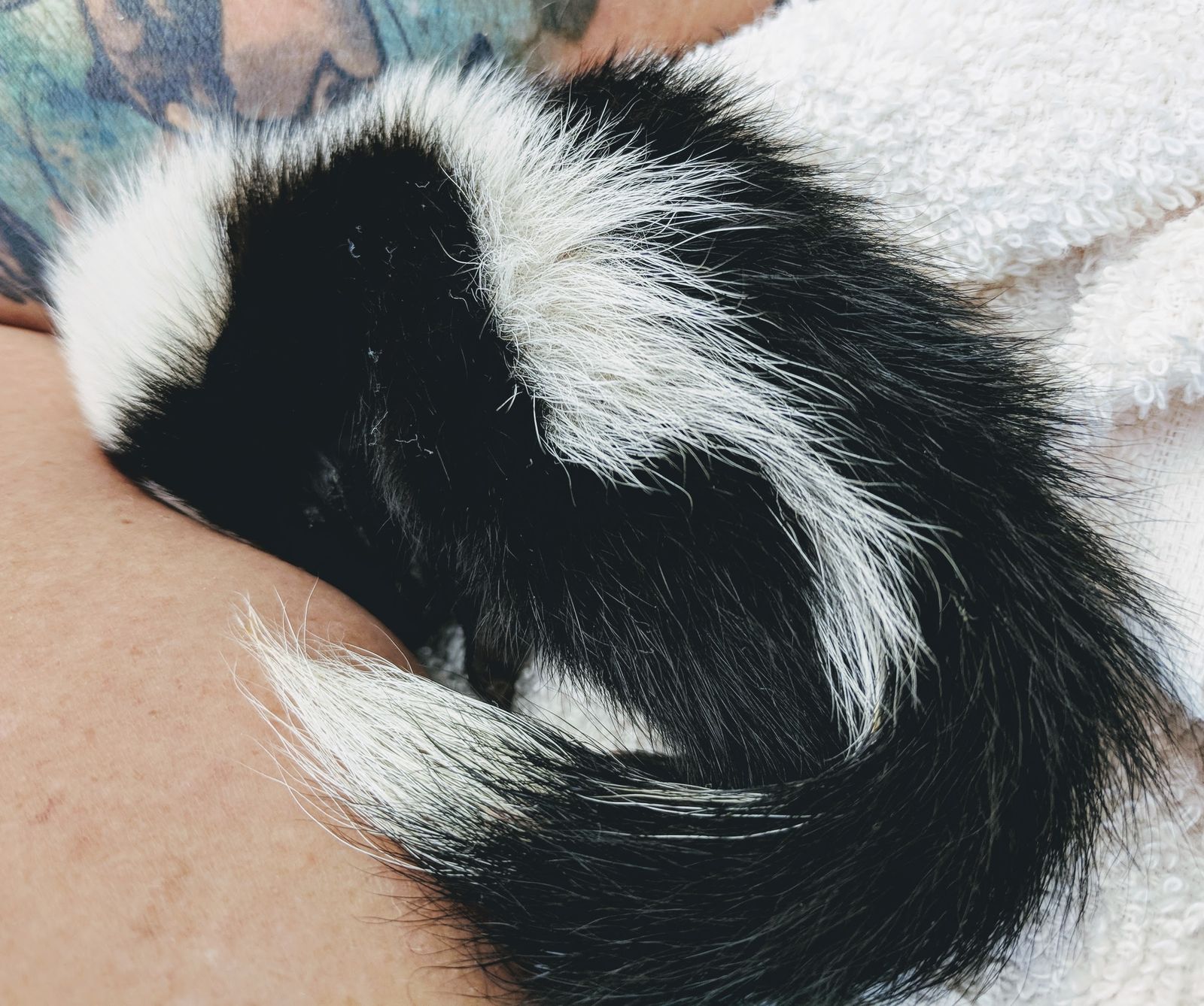 Indiana Skunk Rescue - Our Skunk Photos
