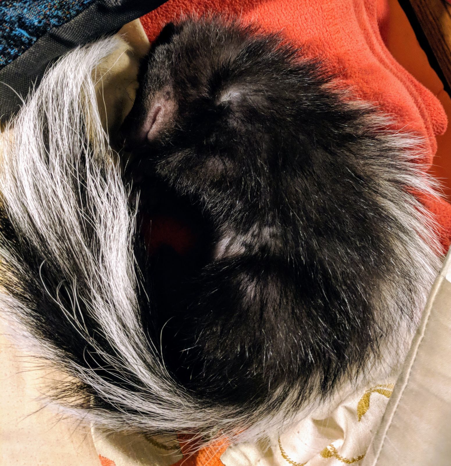 Indiana Skunk Rescue - Our Skunk Photos