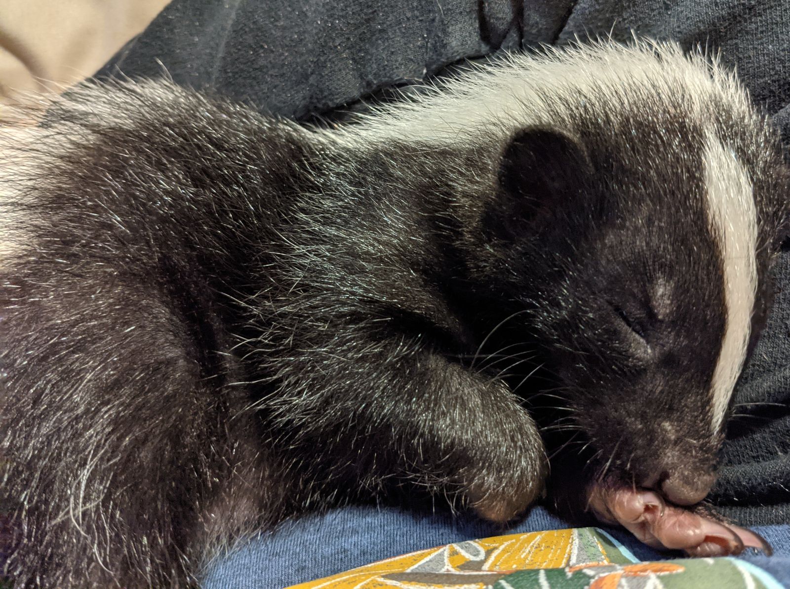 Indiana Skunk Rescue - Personalities of skunks, READ before you get a ...