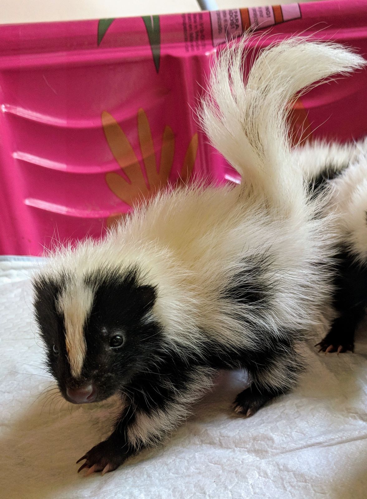 Indiana Skunk Rescue - Our Skunk Photos
