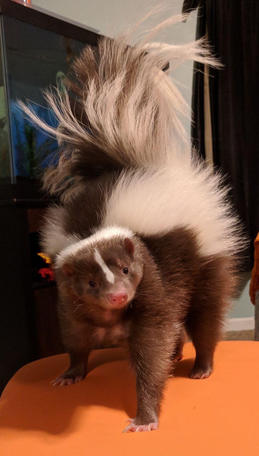 Indiana Skunk Rescue - Our Skunk Photos