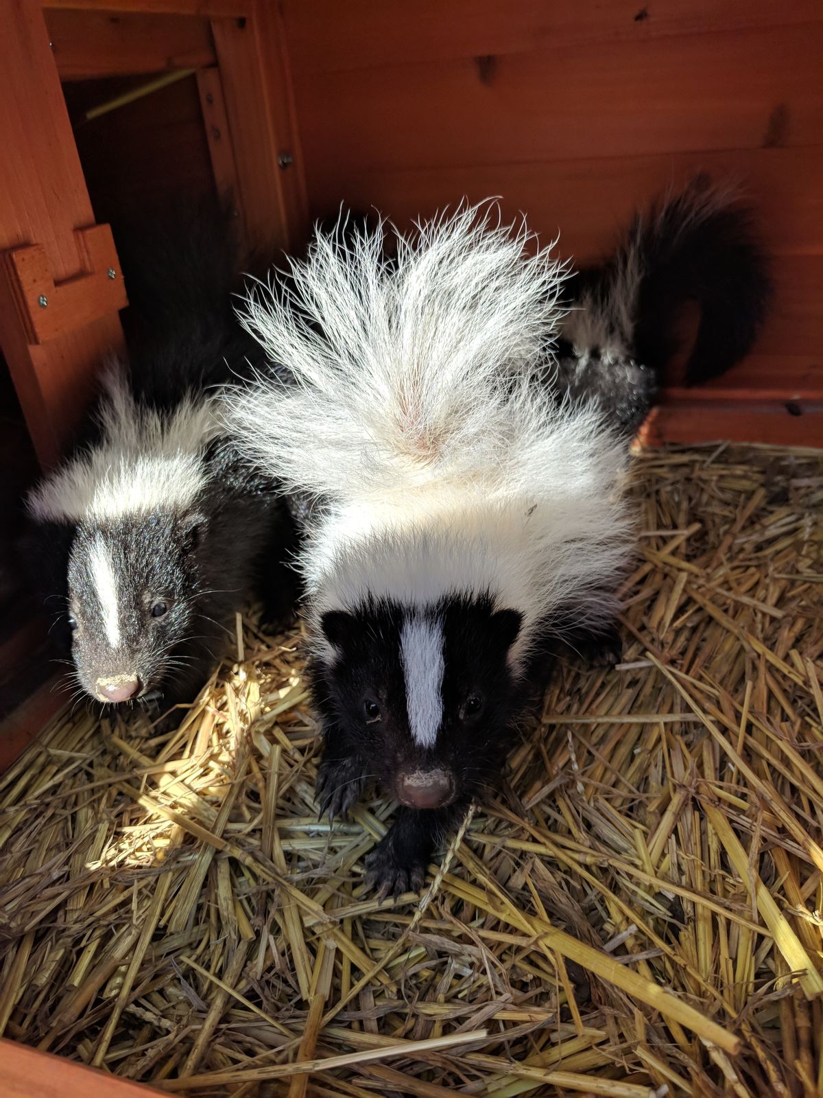 Indiana Skunk Rescue - Our Skunk Photos