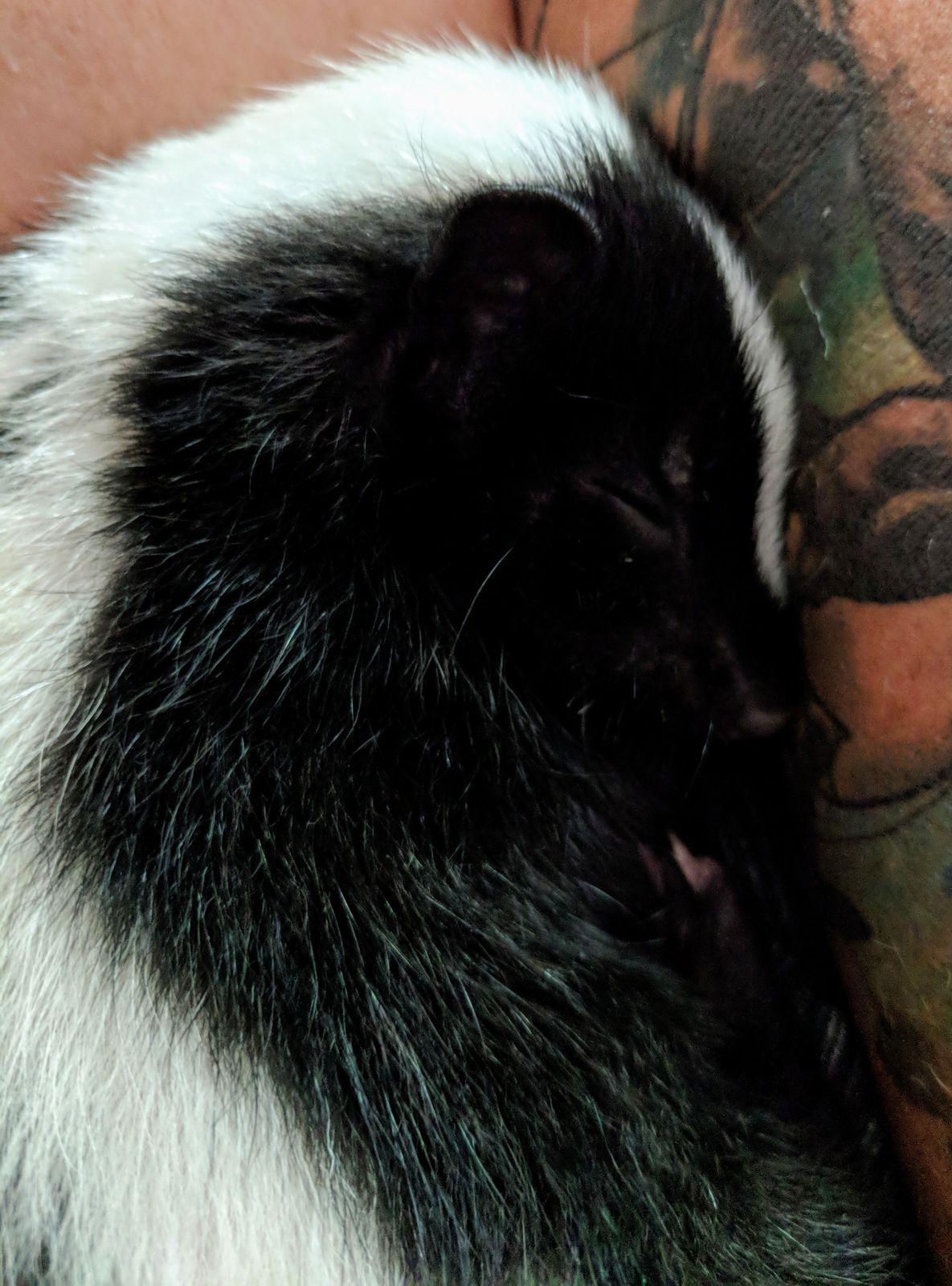 Indiana Skunk Rescue - Our Skunk Photos