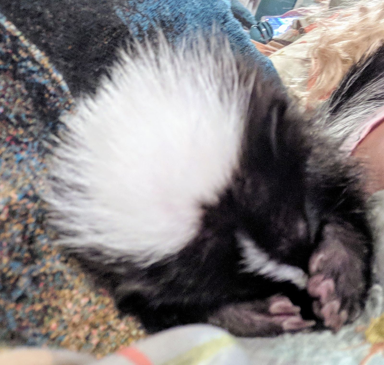 Indiana Skunk Rescue - Our Skunk Photos