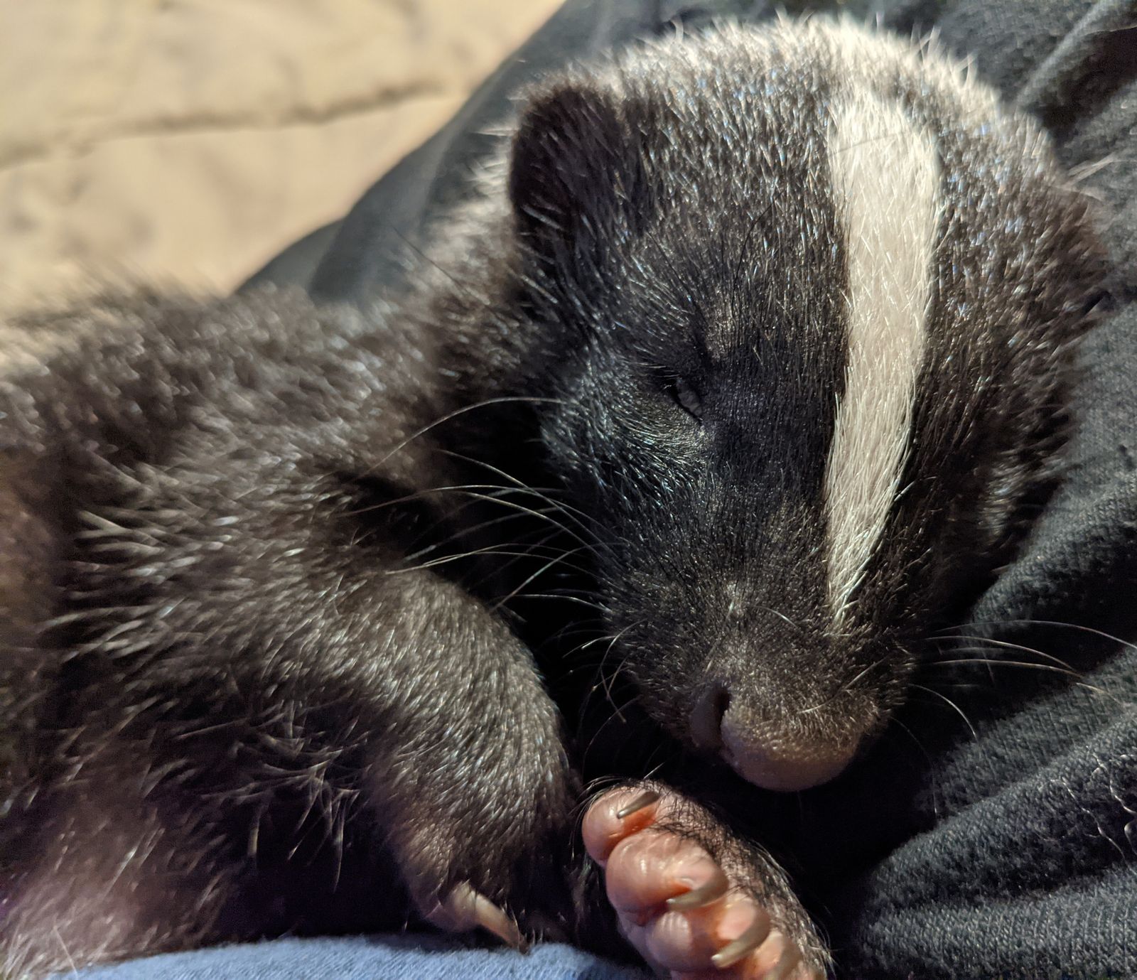 Indiana Skunk Rescue - Personalities of skunks, READ before you get a ...