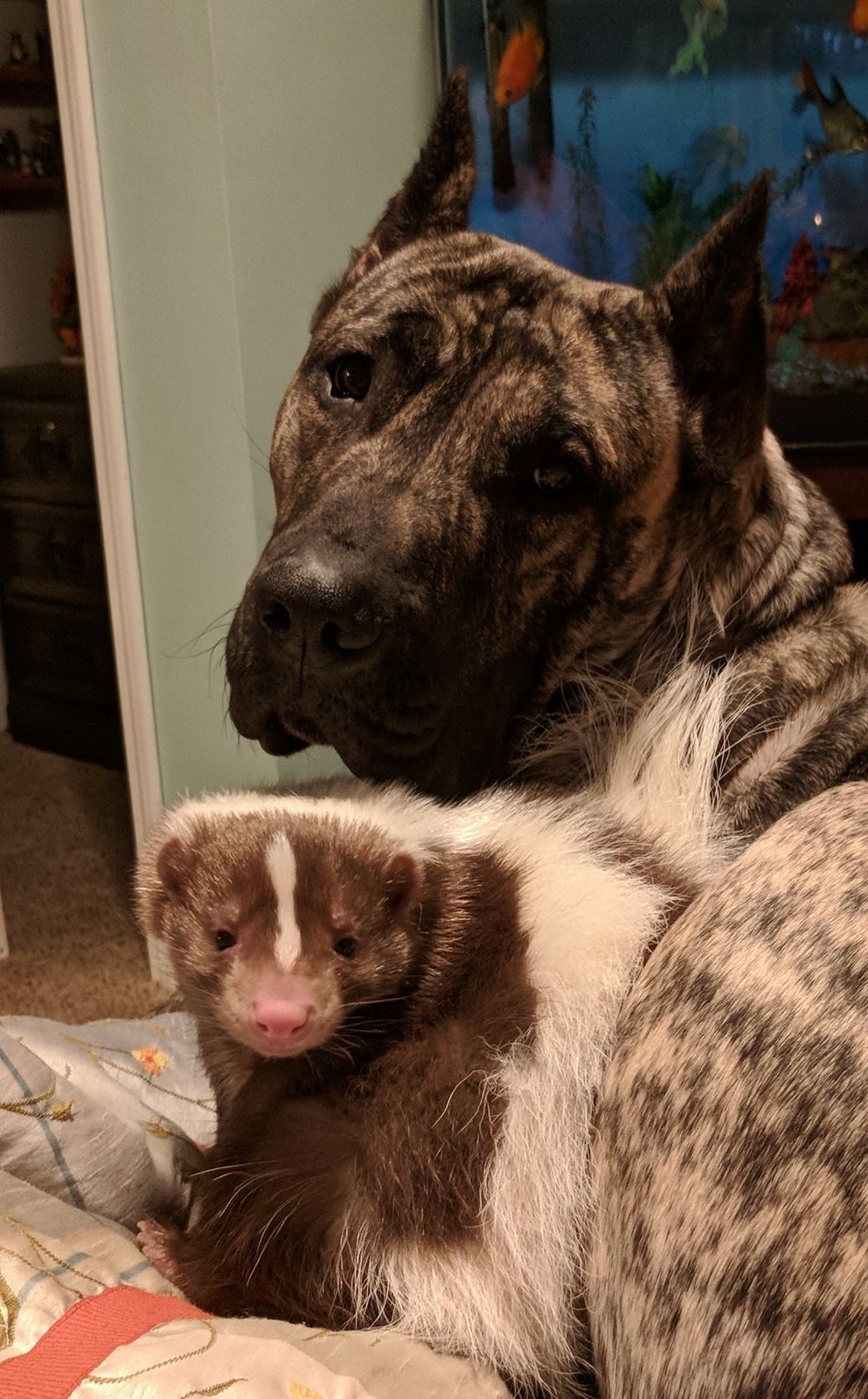 Indiana Skunk Rescue - Our Skunk Photos