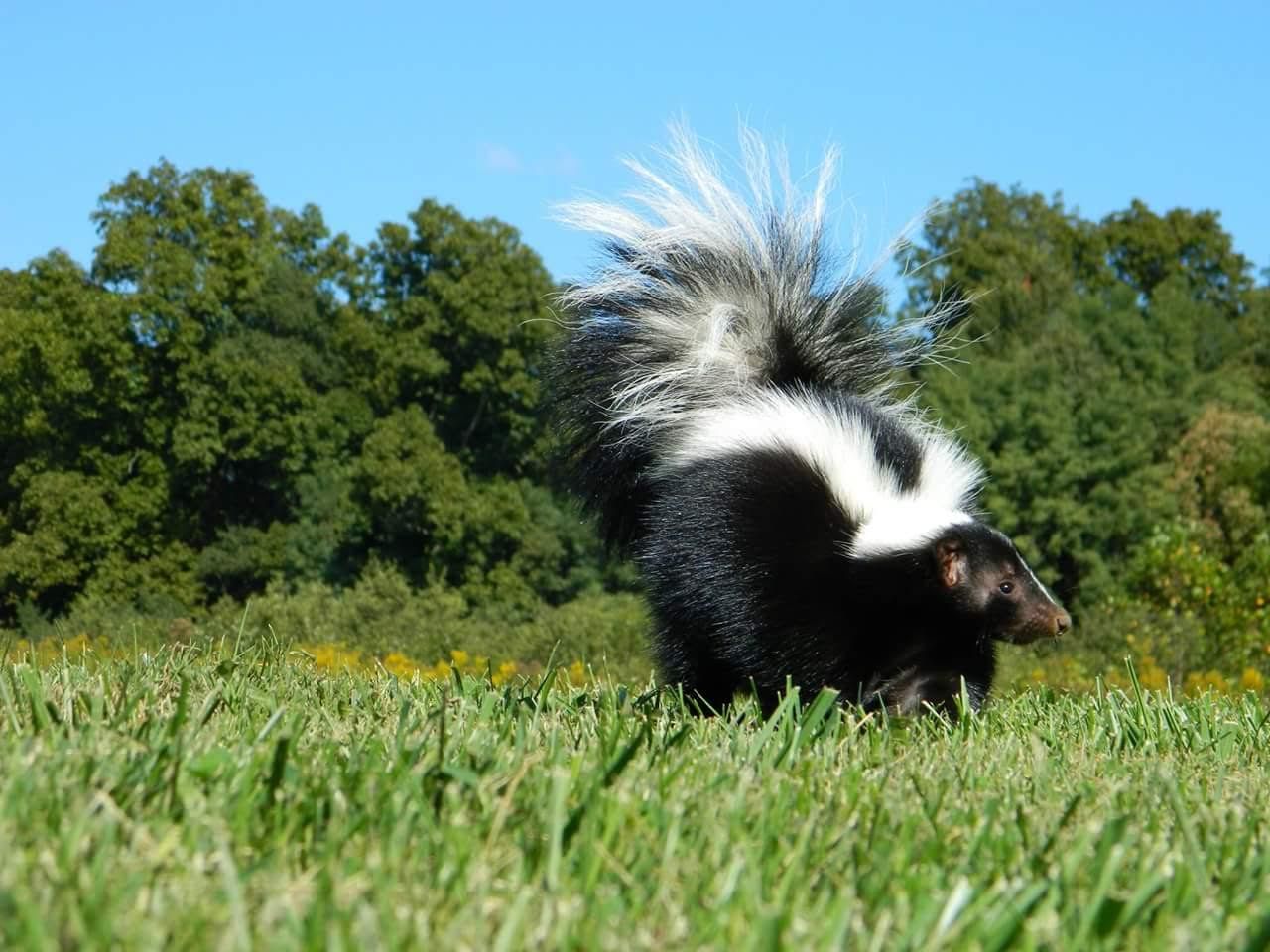 Indiana Skunk Rescue - Our Skunk Photos