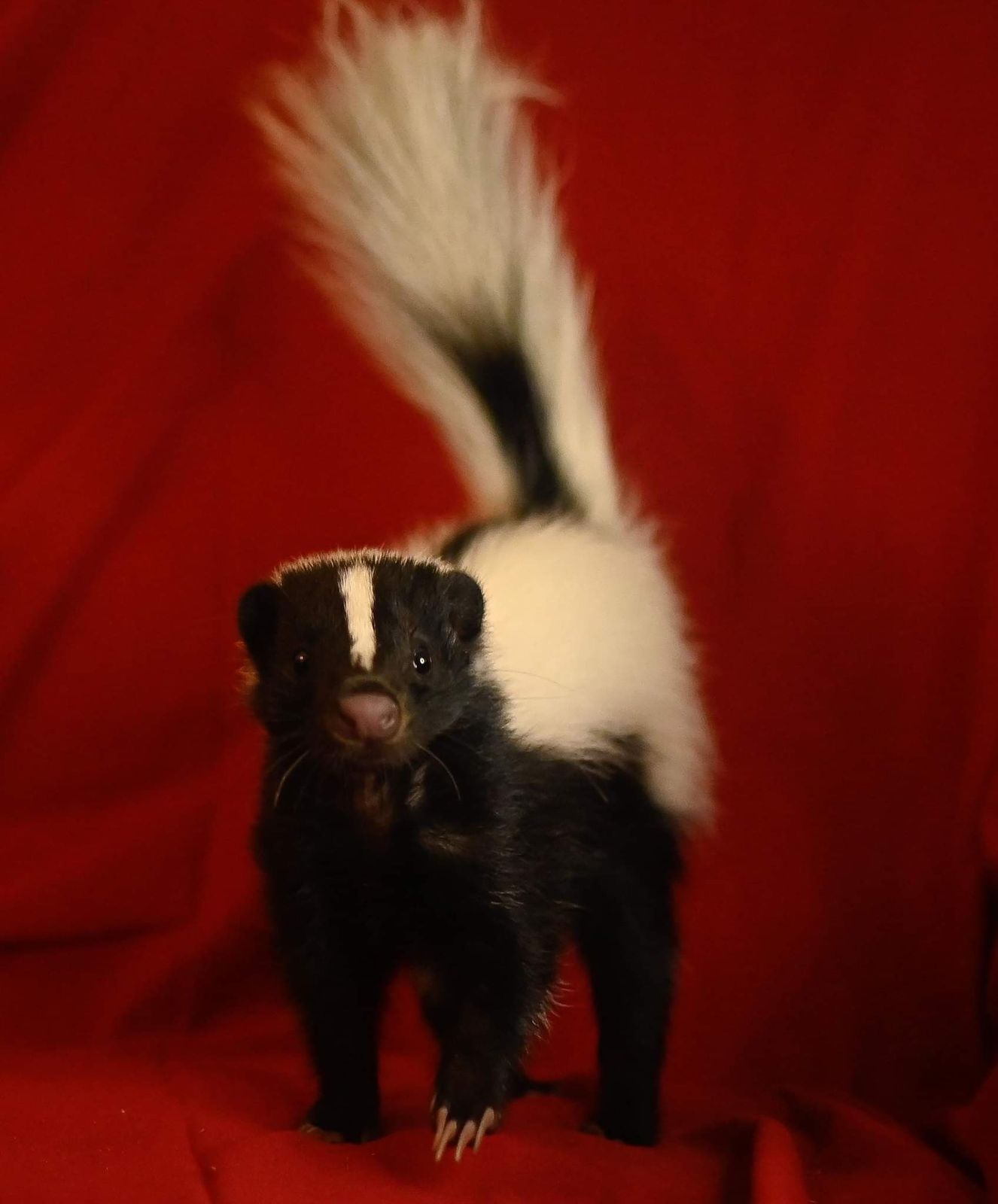 Indiana Skunk Rescue - Our Skunk Photos