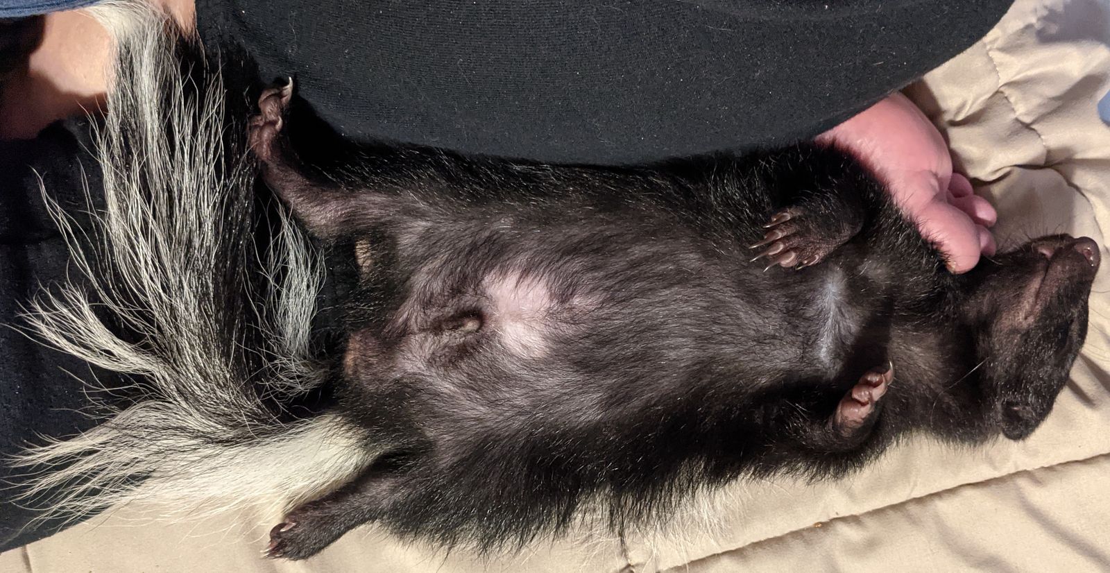 Indiana Skunk Rescue - Personalities of skunks, READ before you get a ...