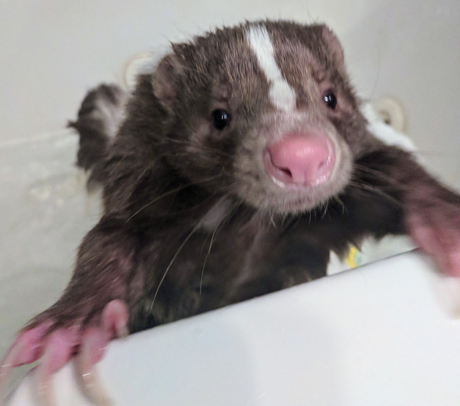 Indiana Skunk Rescue - Our Skunk Photos