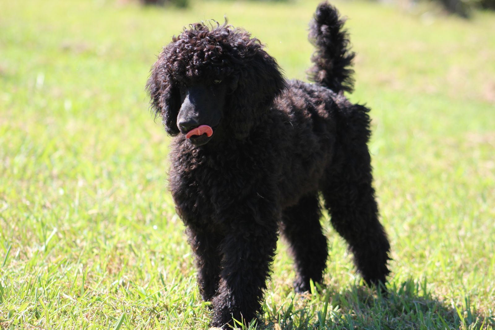 Magic Hour Poodles - Available