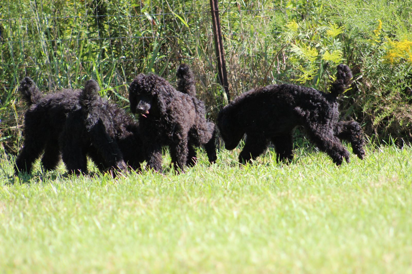 Magic Hour Poodles - Available