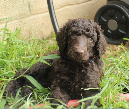 Magic Hour Poodles - Available