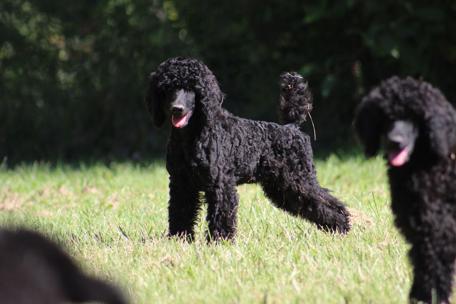 Magic Hour Poodles - Available