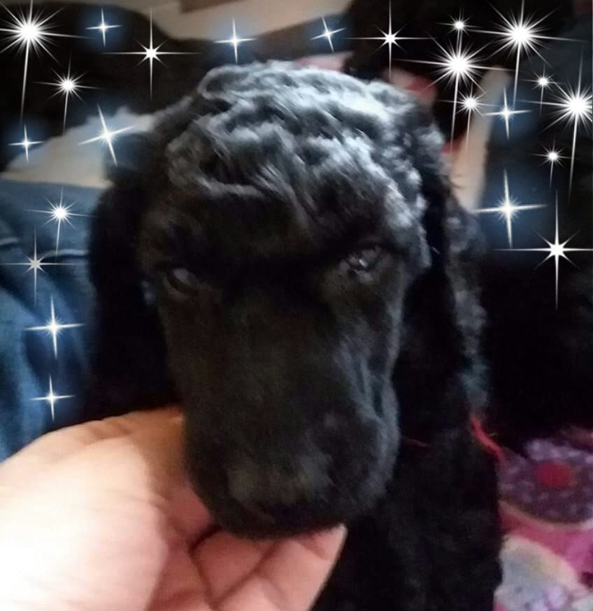 Magic Hour Poodles - Available