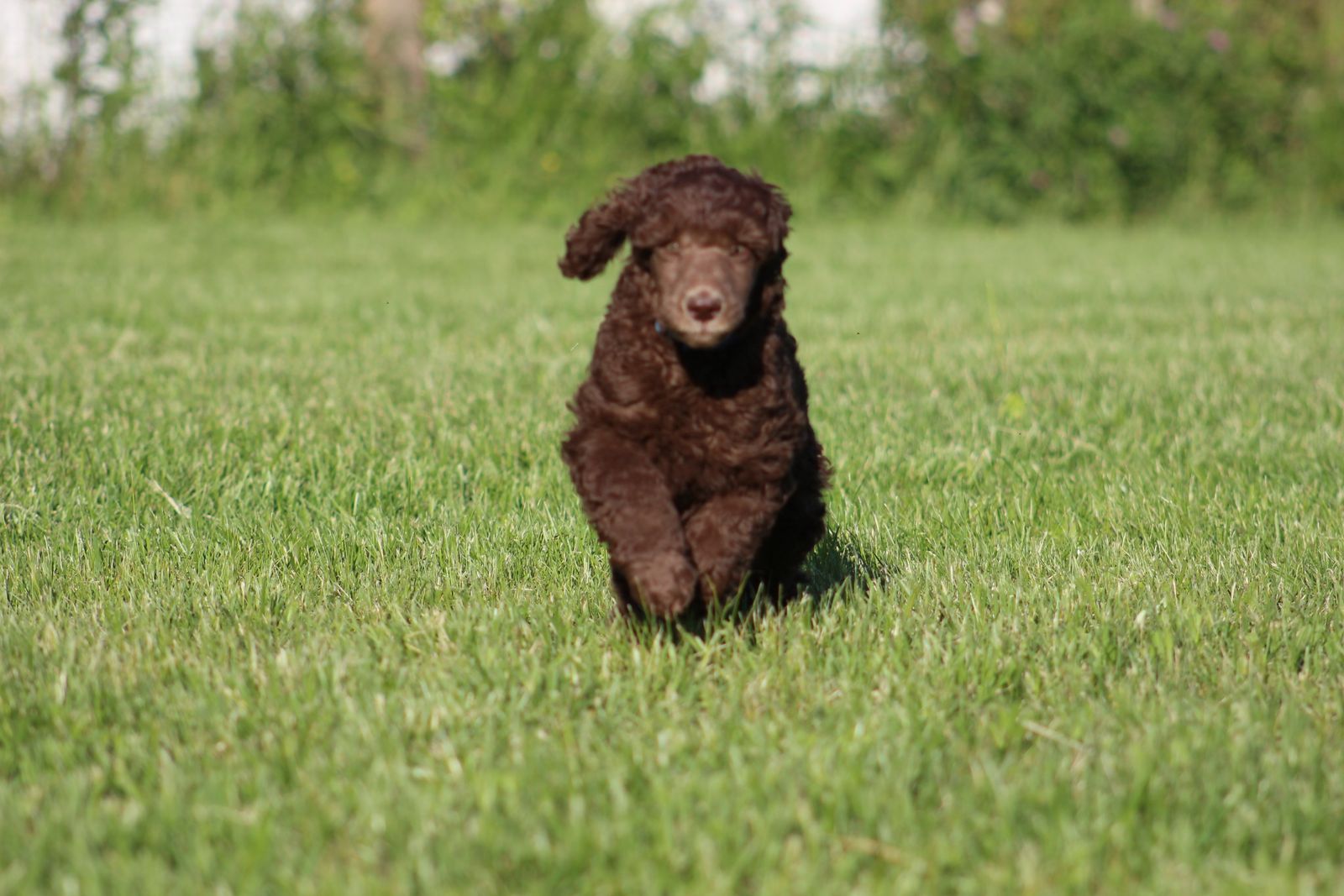 Magic Hour Poodles - Available