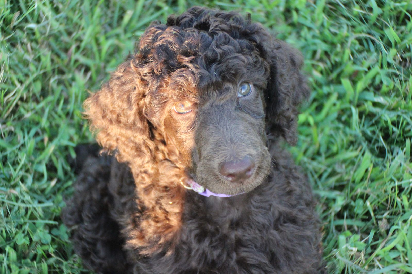 Magic Hour Poodles - Available