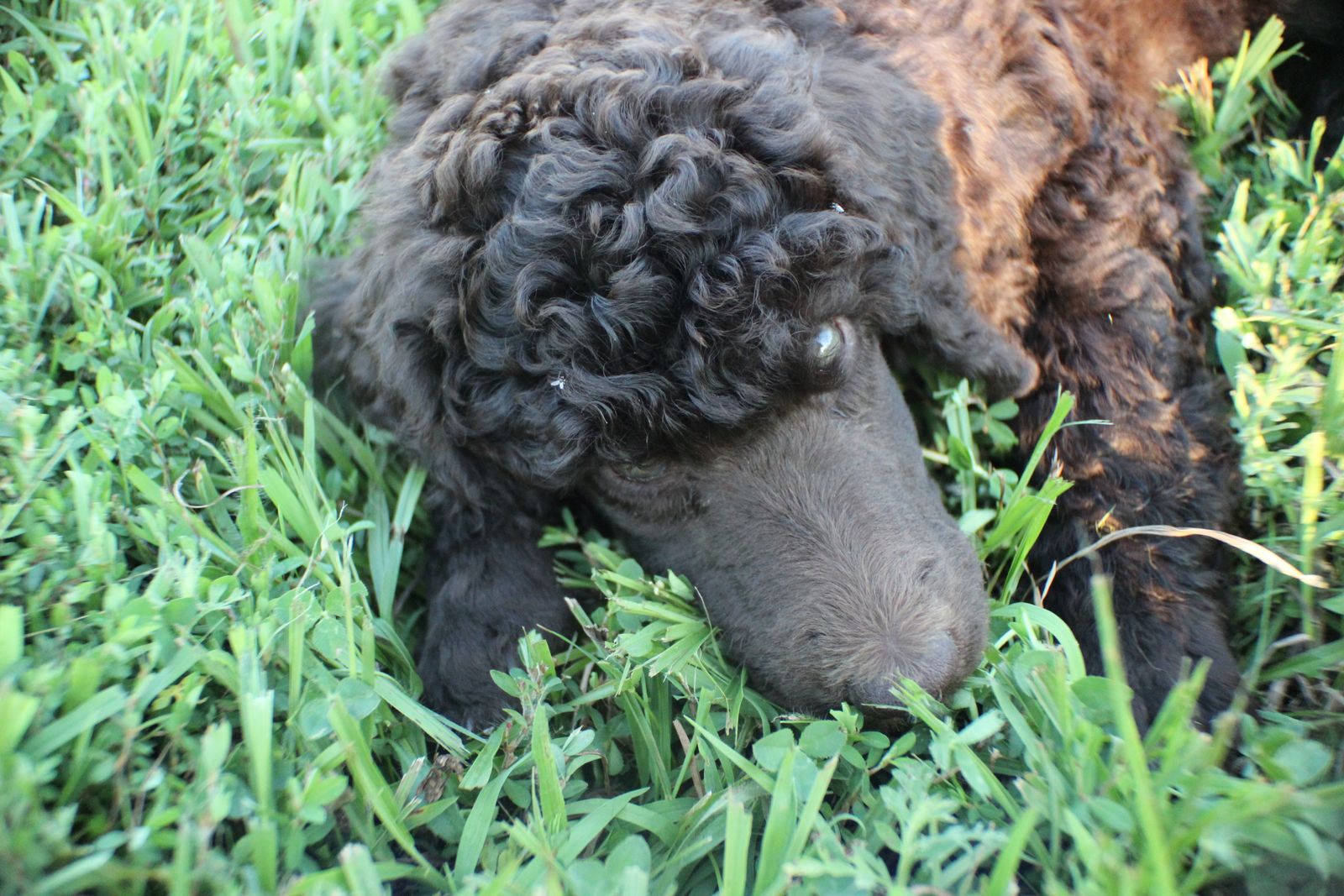 Magic Hour Poodles - Available