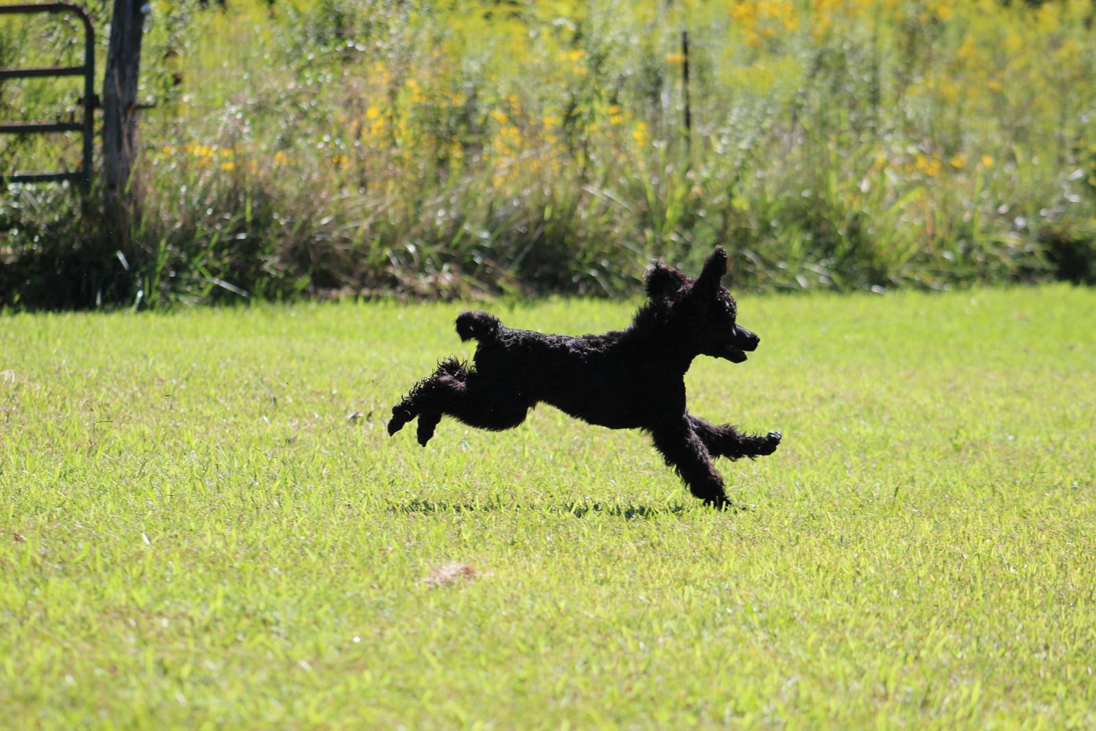 Magic Hour Poodles - Available