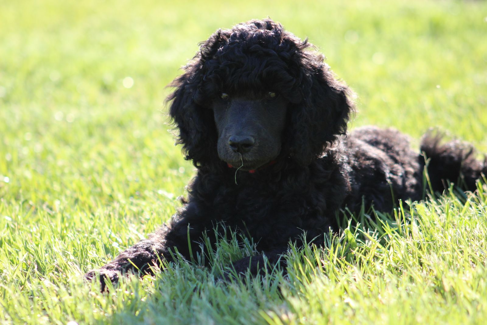 Magic Hour Poodles - Available