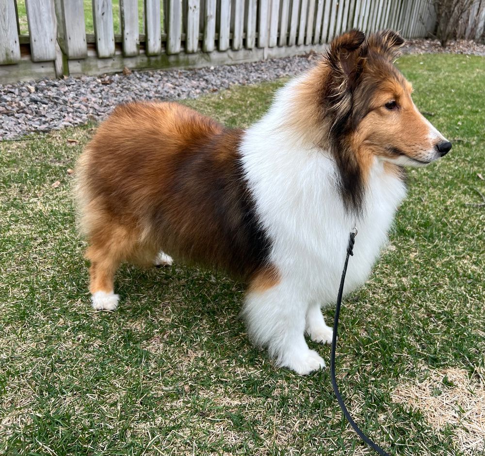 WEIS SHELTIES - Adult for Sale