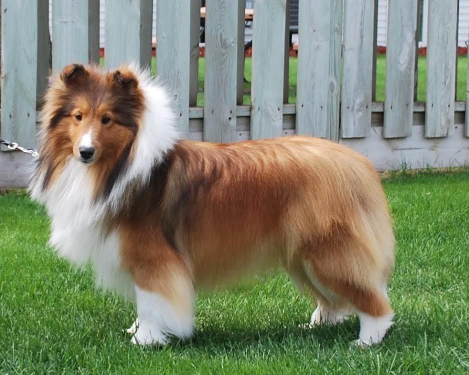 WEIS SHELTIES - BRINDY